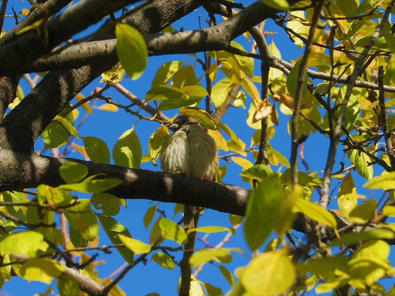 "Ankara Tree Sparrow" by tomeoftrovius | Redbubble