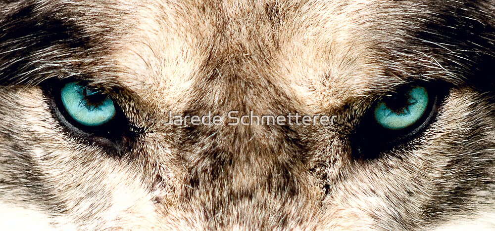 Wolf Eye Anatomy