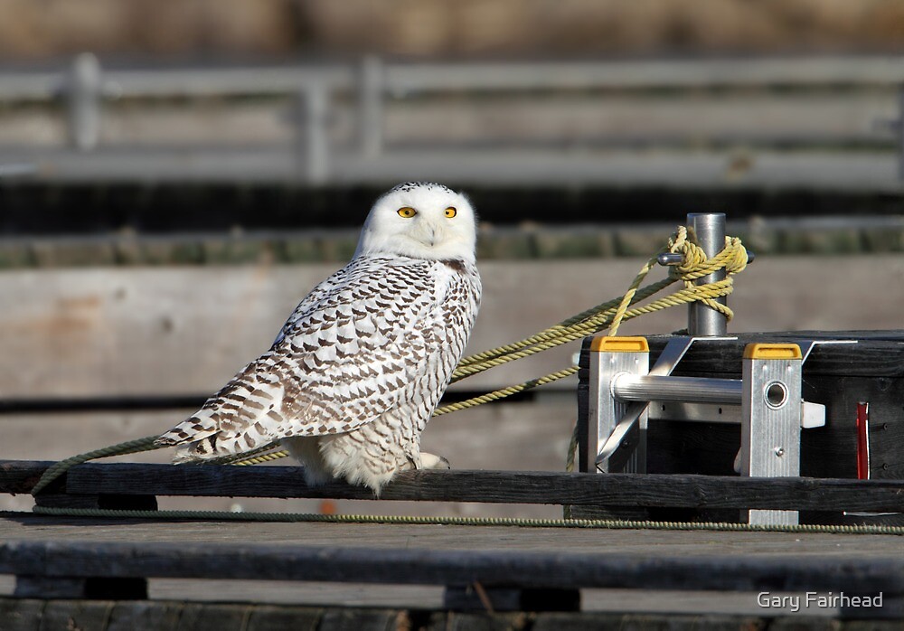 "Sittin On The Dock Of The Bay / Snowy Owl" by Gary Fairhead | Redbubble