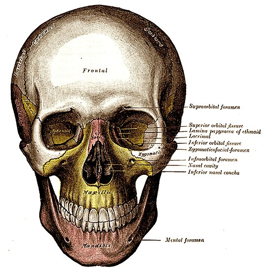 "Gray's Anatomy Skull" Photographic Prints by Rachel Hume | Redbubble
