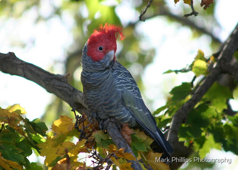 Australian Gang Gang Cockatoo By Mark Phillips Photography Redbubble