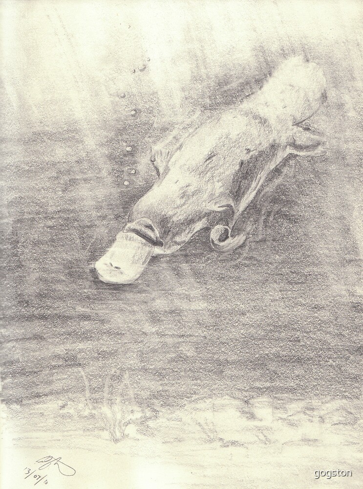 "Platypus sketch - pencil" by gogston | Redbubble