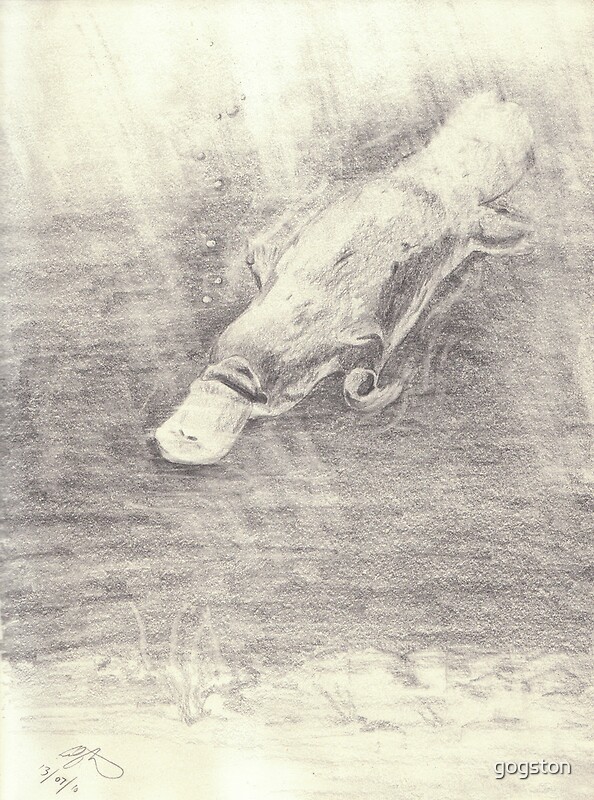 "Platypus sketch - pencil" by gogston | Redbubble