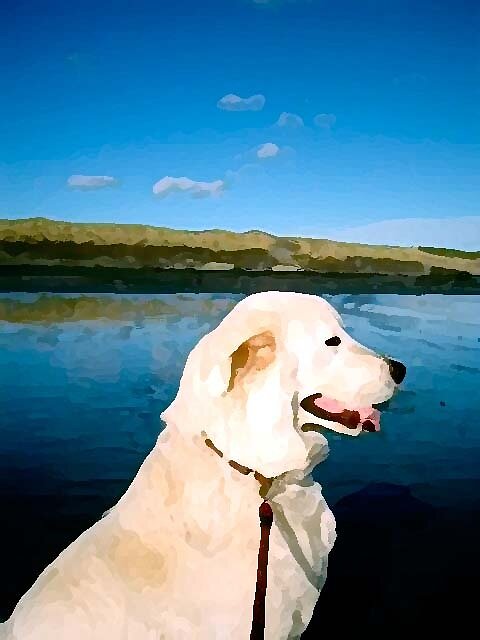 "Angel my marama sheep dog at the beach" by francesca47 | Redbubble