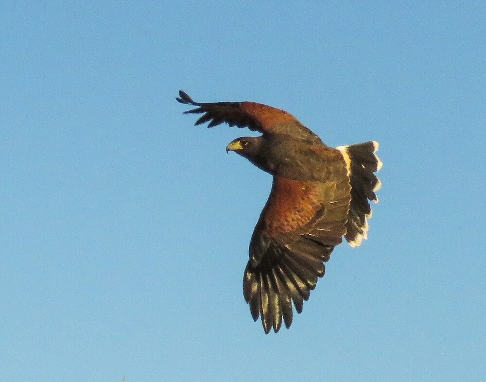 "Harris Hawk hunting" by Linda Sparks | Redbubble