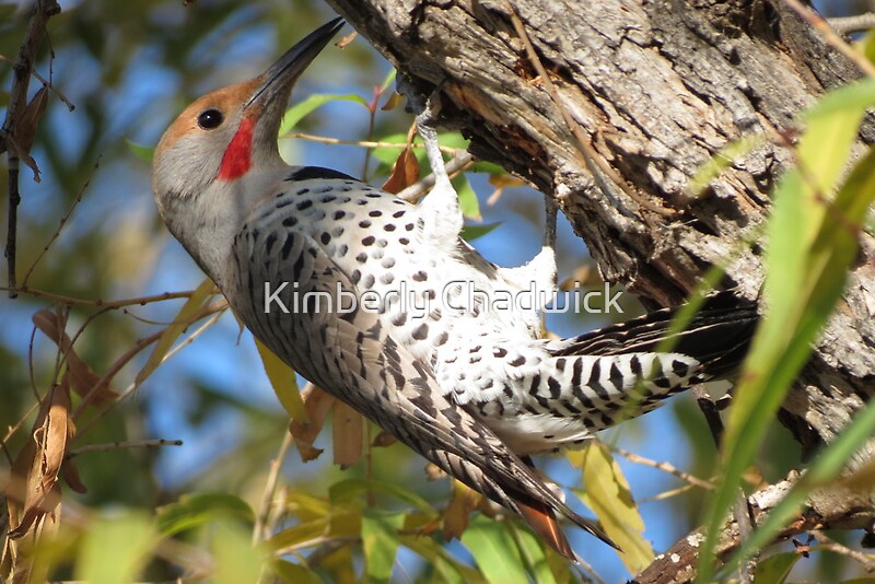 "Red-shafted Flicker (Western Northern Flicker)" by Kimberly Chadwick ...