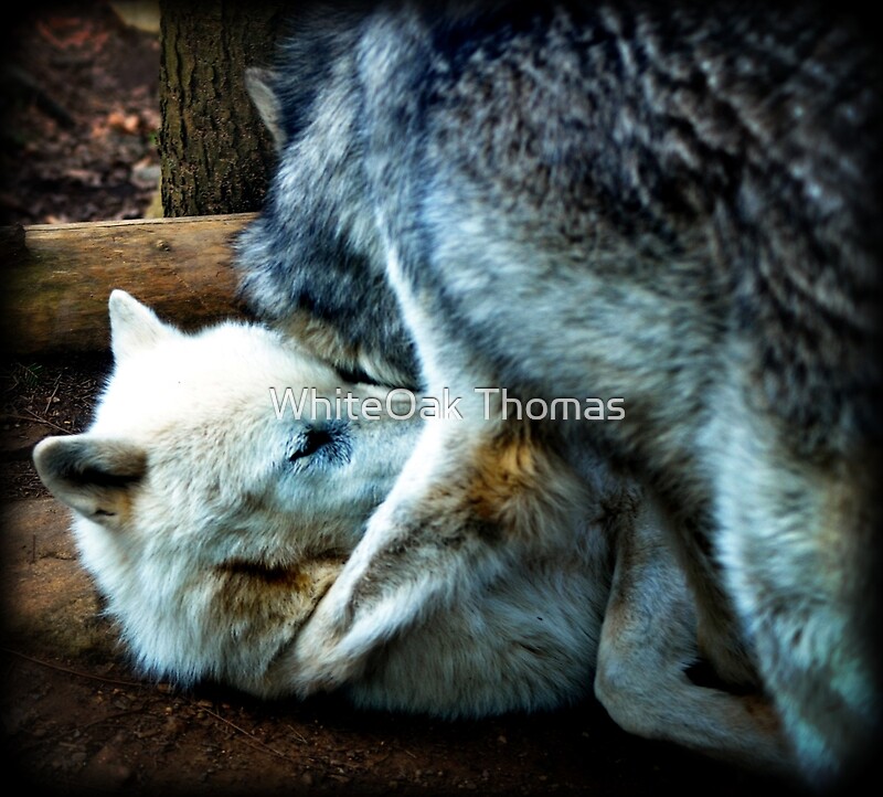 The Wolf Hug By Whiteoak Thomas Redbubble