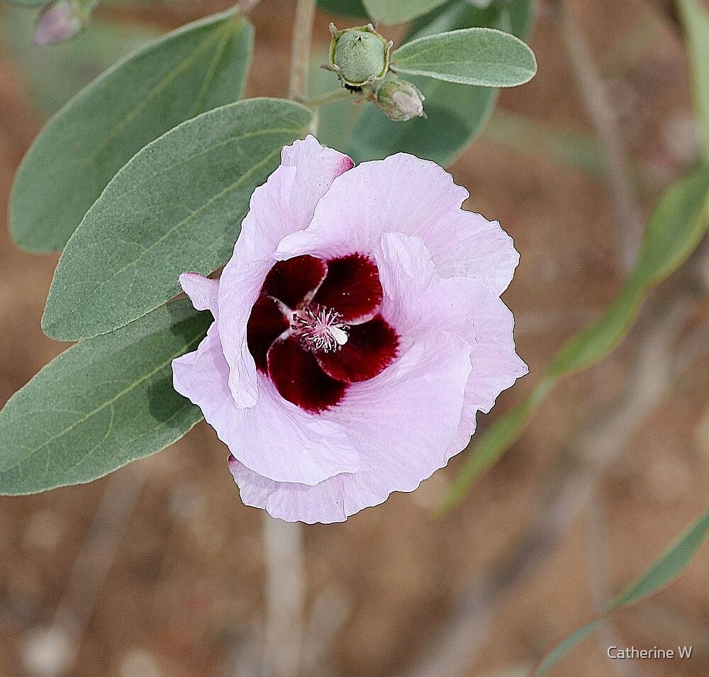 "Sturts Desert Rose" by cathywillett | Redbubble
