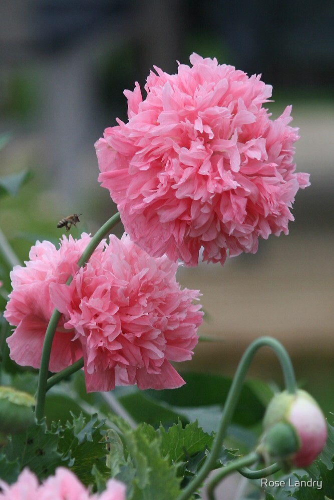"Pink Oh So Pink Poppy" by Rose Landry | Redbubble