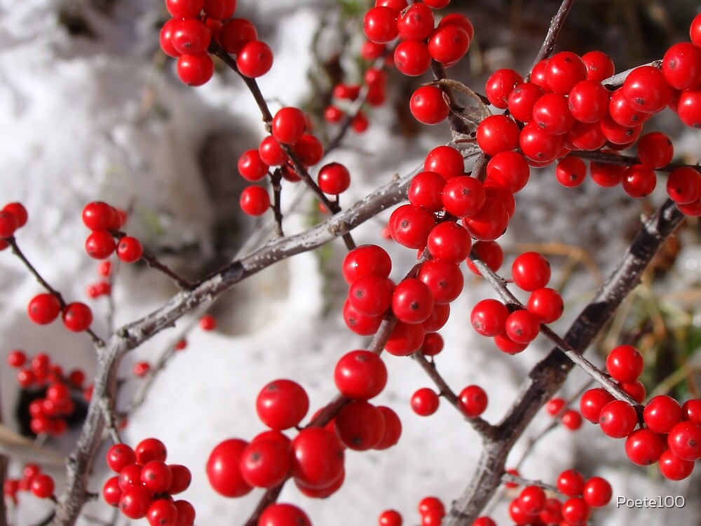 "Winterberry (ilex verticillata-Winter Red)" by Poete100 | Redbubble