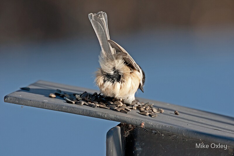 "Jings! Ah've goat tae stay away frae they peanuts!" by Mike Oxley ...