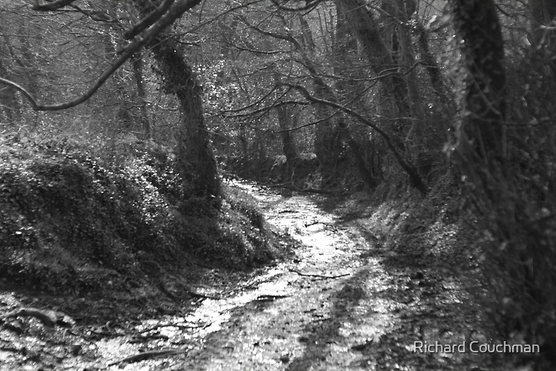 Amidst Woodland Shadows “" by Richard Couchman | Redbubble