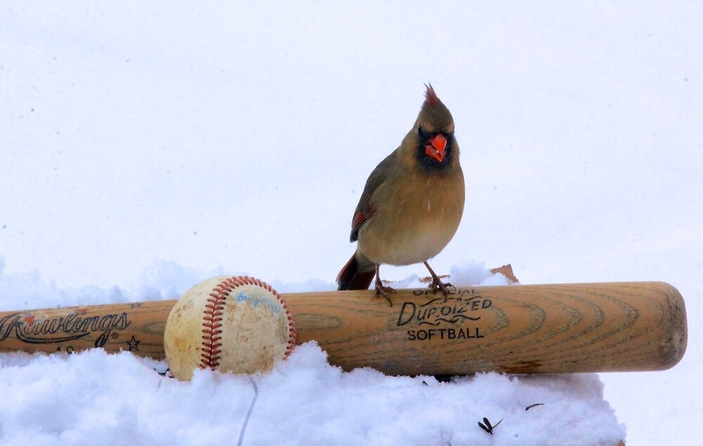 "Female Cardinal on Baseball Bat" by WayneSheridan | Redbubble