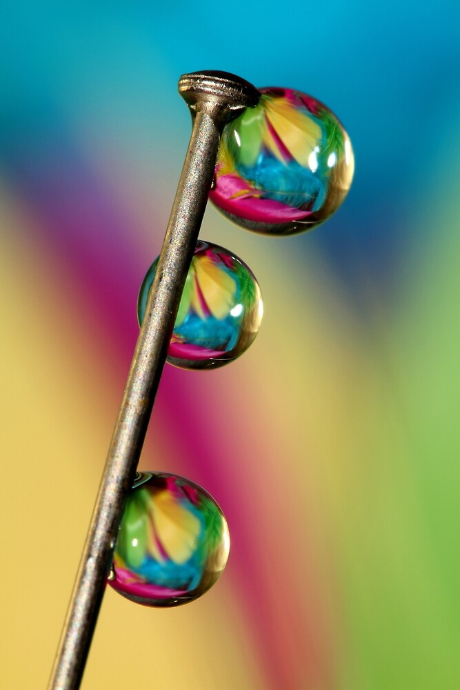 "Pin Drop" by Sharon Johnstone | Redbubble