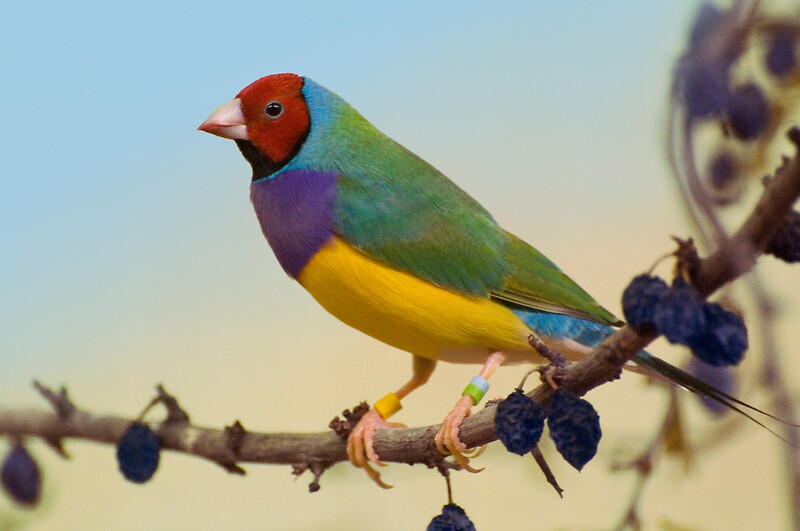 "DREAMBIRD" by mc27 | Redbubble