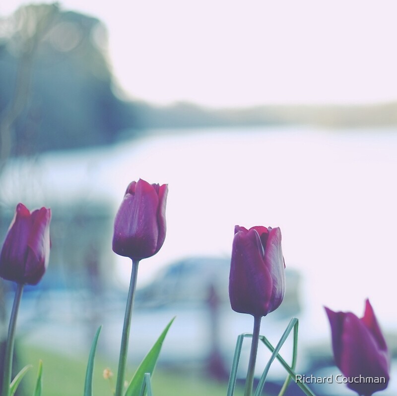Tulip Water “" by Richard Couchman | Redbubble