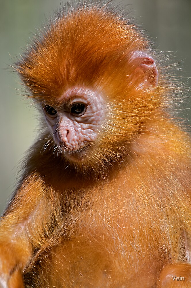 "Little Orange Monkey" by Vein | Redbubble