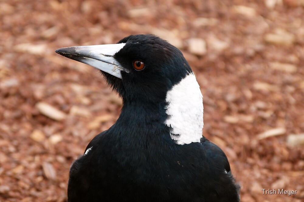 "Australian Magpie Portrait" by Trish Meyer | Redbubble