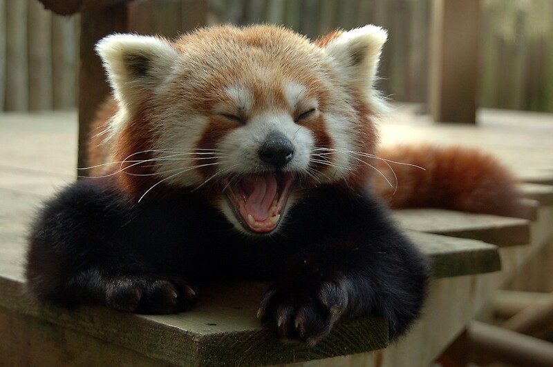 "Yawning Himalayan red panda" by Stan Daniels | Redbubble