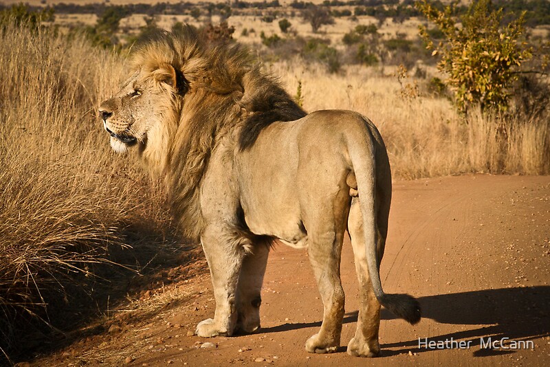"Lion walking on a road in game reserve" by Heather McCann | Redbubble