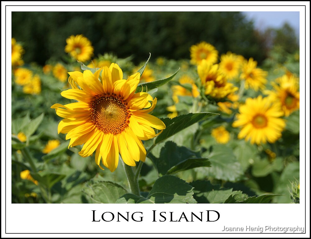 "Long Island Poster" by Joanne Henig Photography | Redbubble