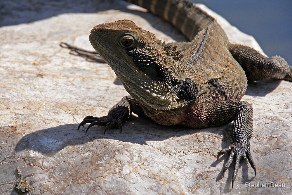 "Monitor Lizard - Chinese Gardens in Sydney" by Stephen Dean | Redbubble