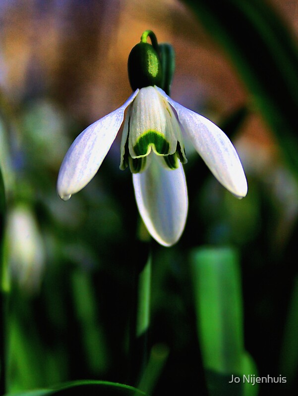 "Good Morning Little Snowdrop" by Jo Nijenhuis | Redbubble