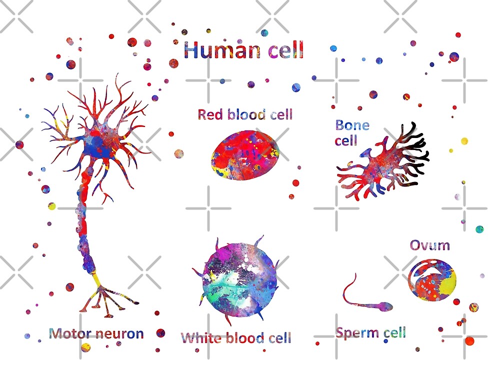 "Human cell" by Rosaliartbook | Redbubble