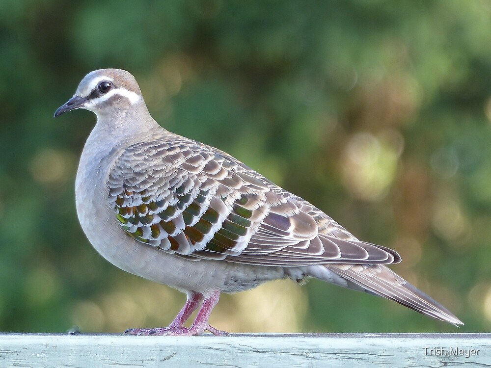 "Common Bronzewing Pigeon" by Trish Meyer | Redbubble