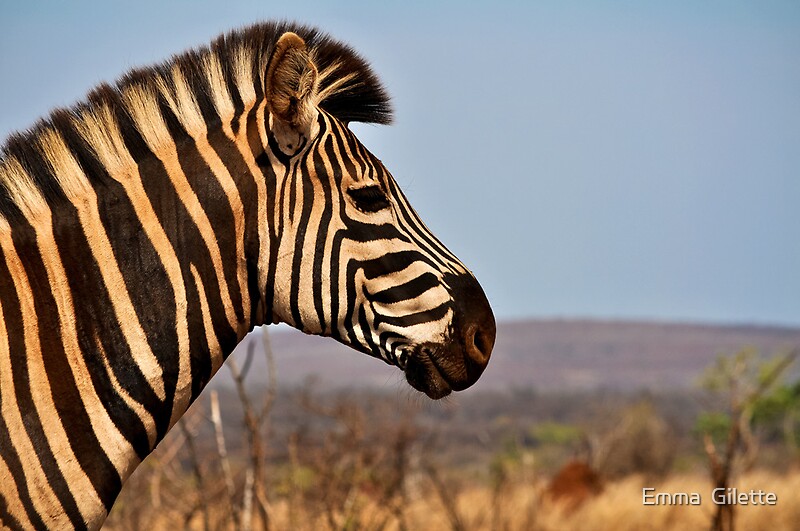 "Zebra" by Emma Gilette | Redbubble