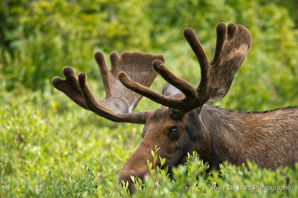 "Bullwinkle" by John De Bord Photography | Redbubble