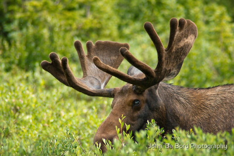 "Bullwinkle" by John De Bord Photography | Redbubble