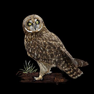 "Pueo, Hawaiian Owl" Pullover Hoodie for Sale by Nadja Jacobson | Redbubble