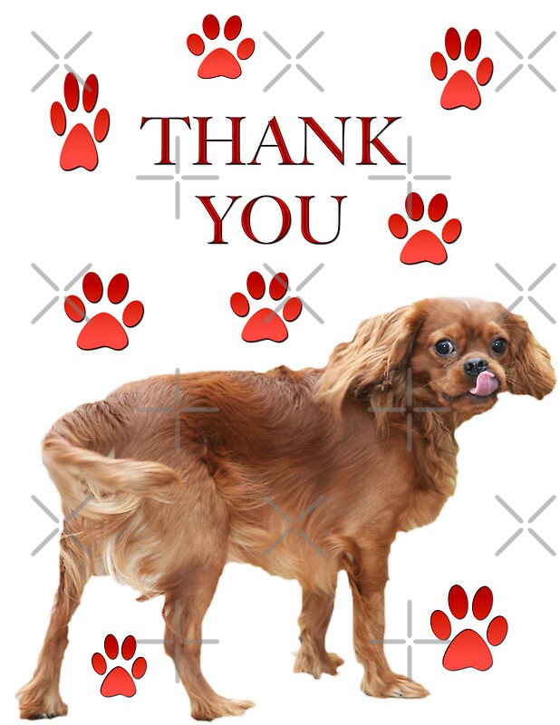 "Thank You Card From A Cavalier King Charles Spaniel" by daphsam ...