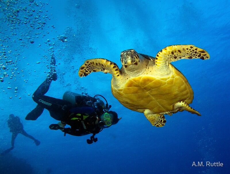 "Dancing With Sea Turtles" by A.M. Ruttle | Redbubble