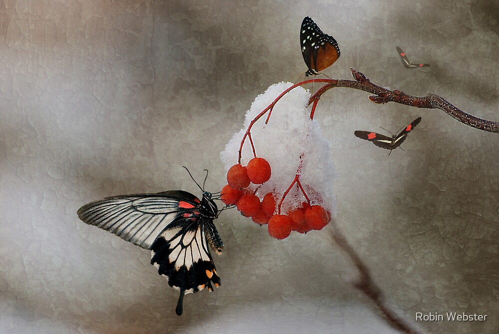 "Out of Season" by Robin Webster | Redbubble