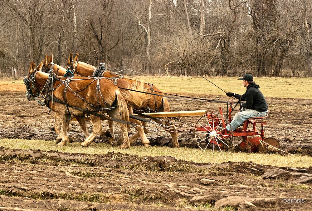 "A Three Hitch Mule Team" by barnsis | Redbubble