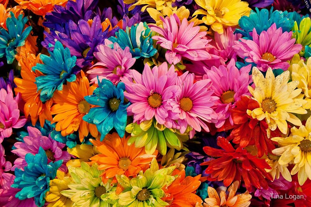 "Colored Daisies at Eastern Market" by Tina Logan | Redbubble