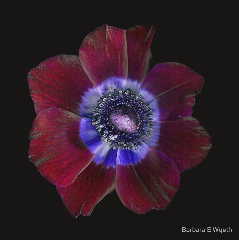 "Amazing Anemone" by Barbara Wyeth | Redbubble