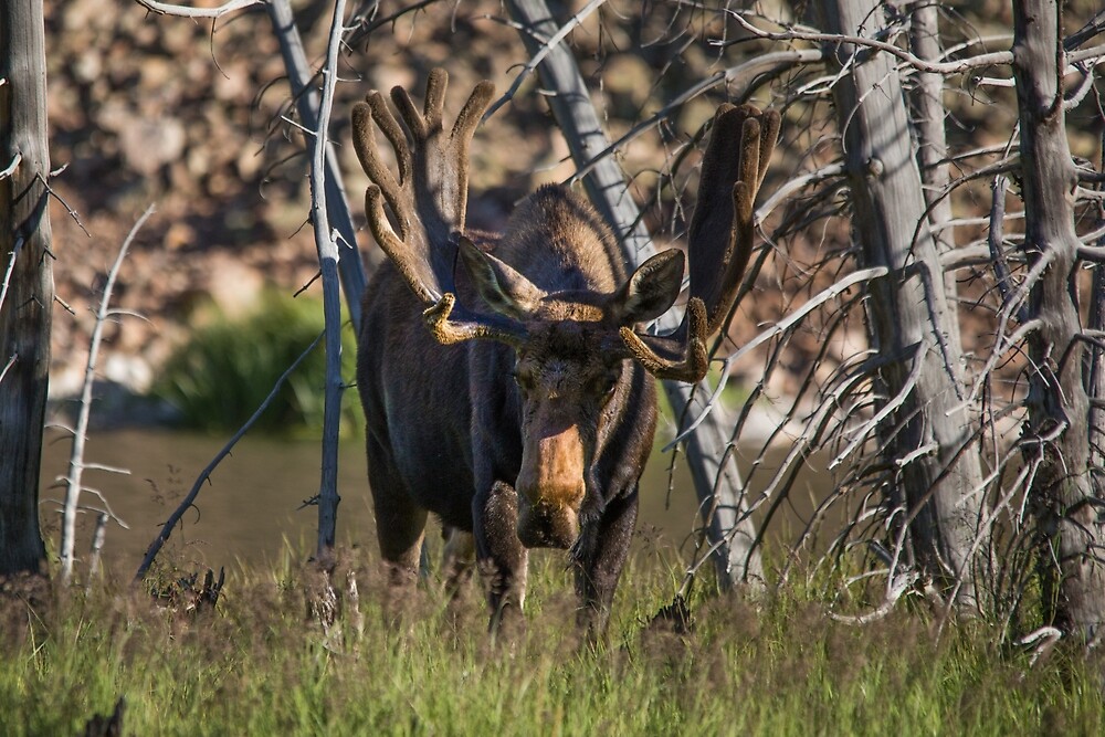 "Bull Moose in trees" by Jonathan Steele | Redbubble