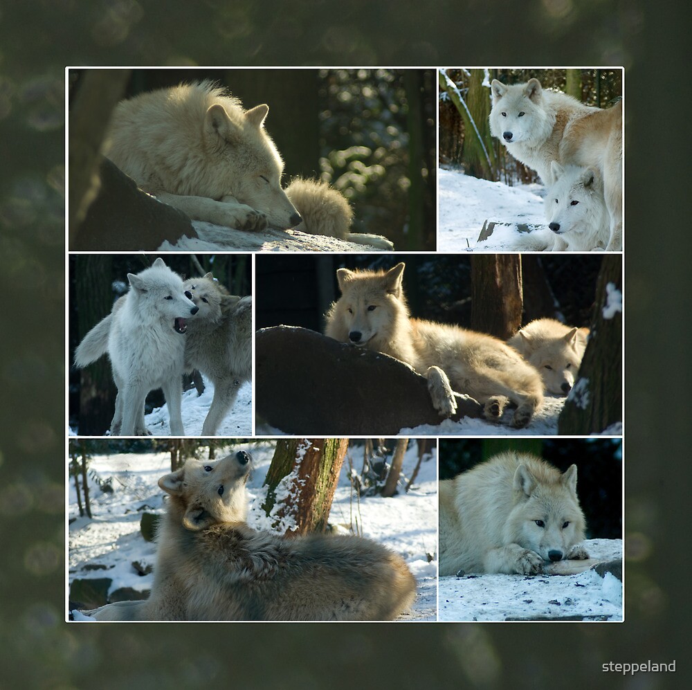 "A day with the wolves - collage" by steppeland | Redbubble