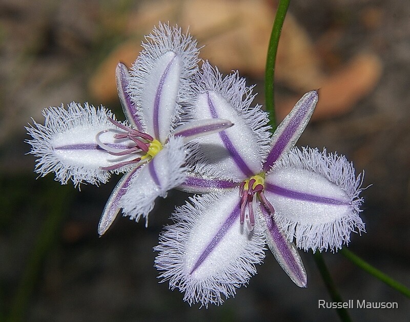 "Thysanotus tuberosus. (Fringe Lily) Colour variation." by Russell ...