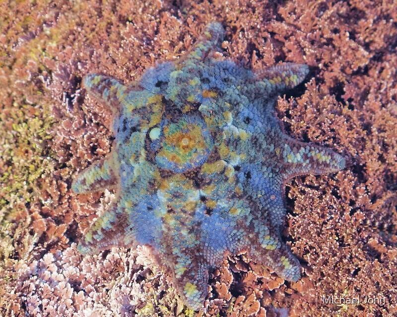"Starfish - the Carpet Sea Star (Patiriella calcar)" by Michael John ...