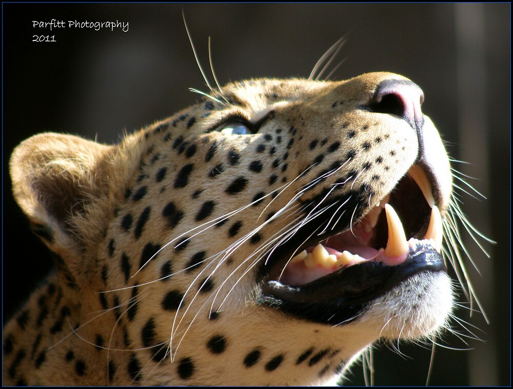 "leopard smile" by Greg Parfitt | Redbubble