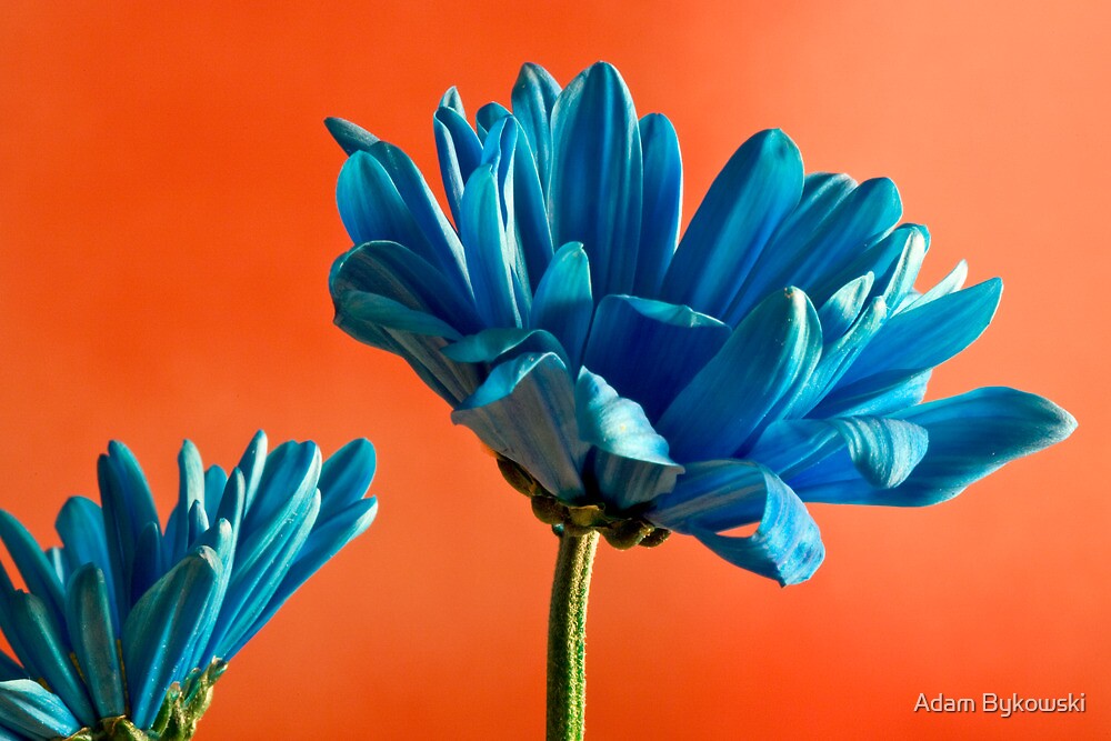 "Natural Friends" by Adam Bykowski | Redbubble