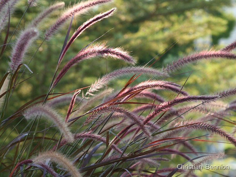 "Feather Plants" by Christian Bennion | Redbubble