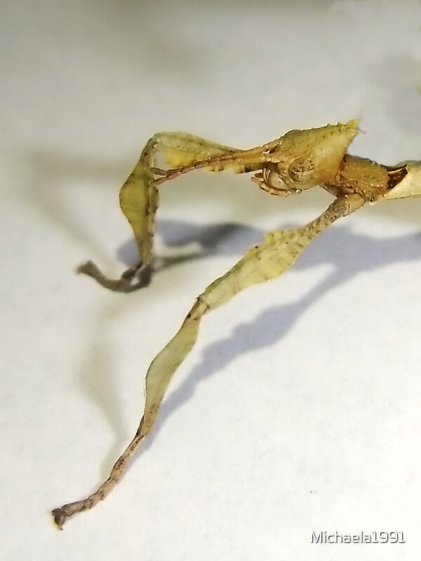 "Baby Macleays Spectre Stick Insect" by Michaela1991 | Redbubble
