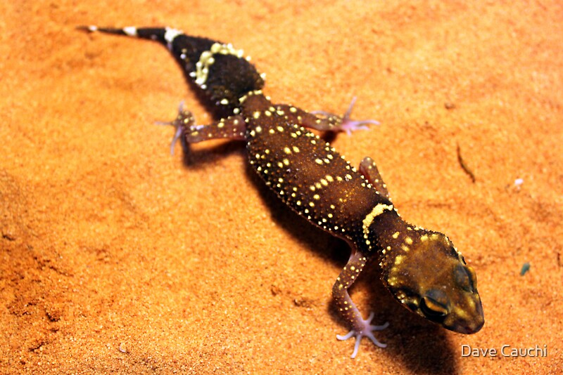"Western Australian Fat Tailed Gecko 2" by Dave Cauchi | Redbubble