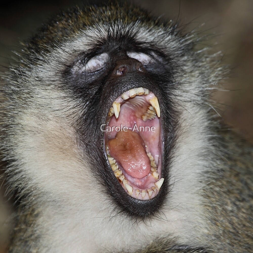 "Yawn! Black-faced Vervet Monkey, Kenya. " by Carole-Anne | Redbubble