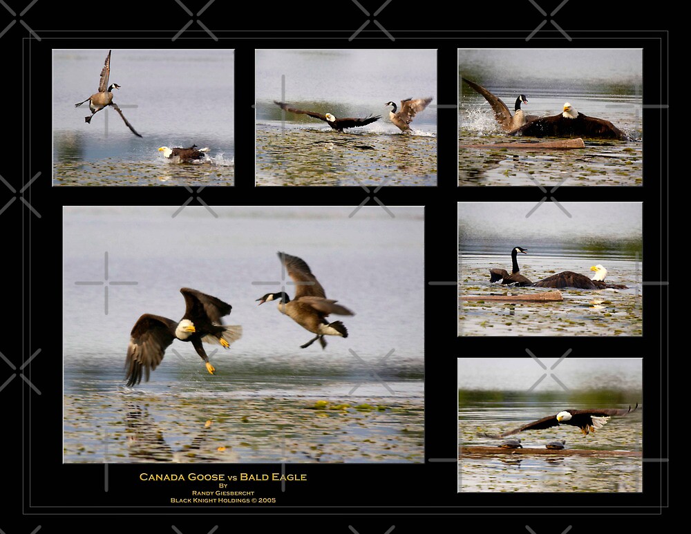 "Canadian Goose vs Bald Eagle 1" by Randy Giesbrecht | Redbubble